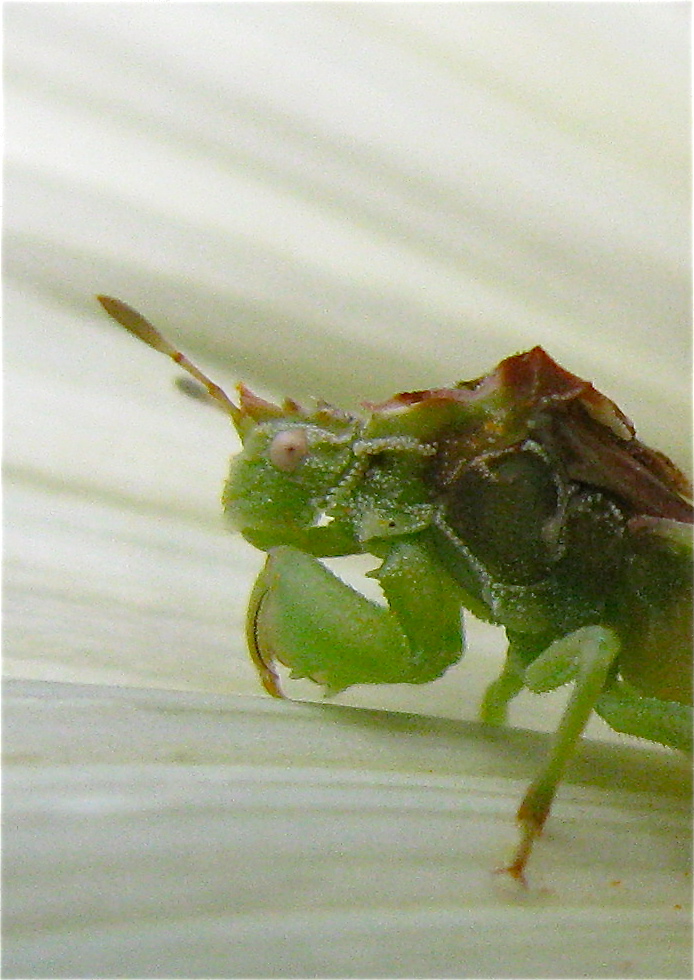 Jagged Ambush Bug | Project Noah