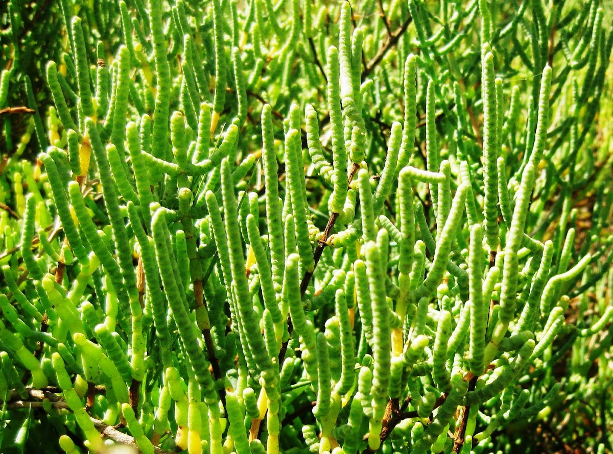 Salicornia | Project Noah