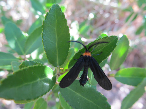 Grapeleaf Skeletonizer | Project Noah