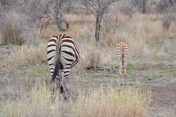 Zebra | Project Noah