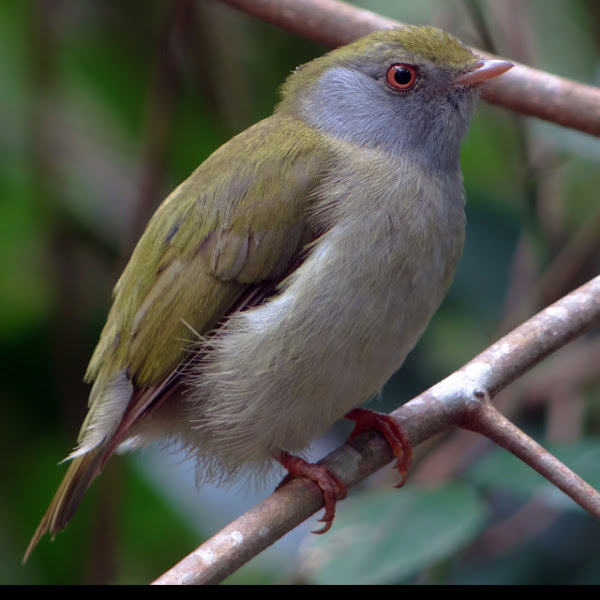 Pin-tailed Manakin | Project Noah