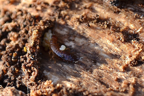 Earwig | Project Noah