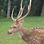 Fallow deer | Project Noah