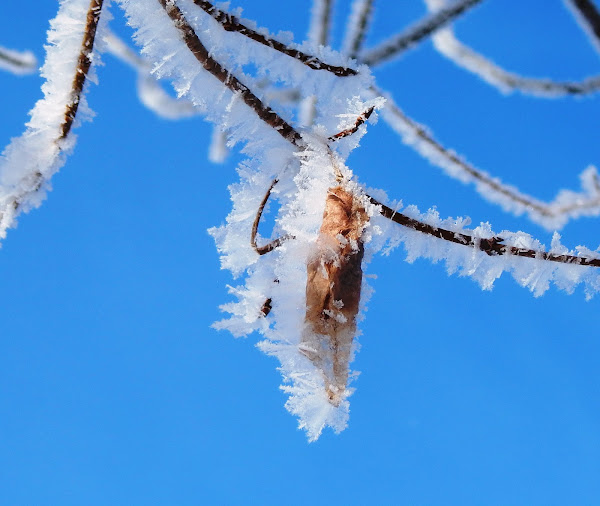 Leafroller moth | Project Noah