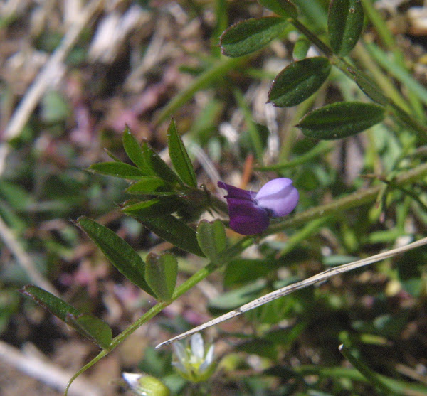 Common Vetch | Project Noah