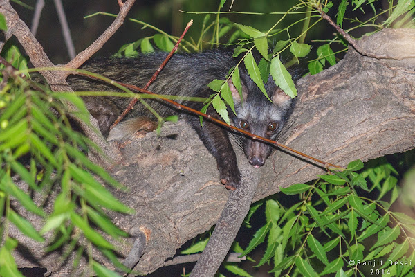 Small Indian Civet | Project Noah