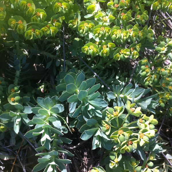 Myrtle spurge | Project Noah