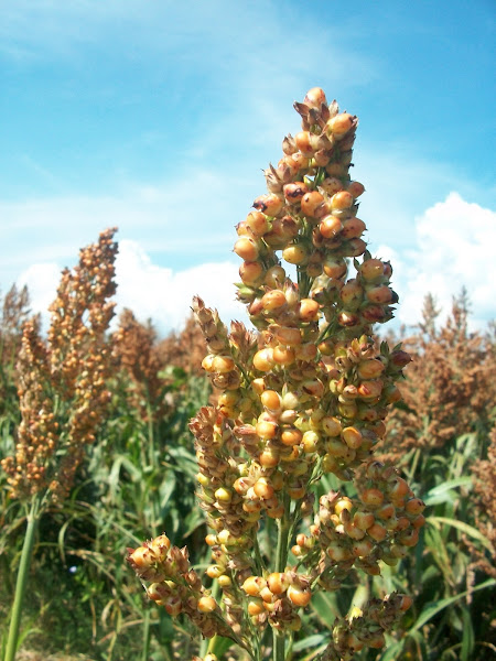 Sorgo | Project Noah