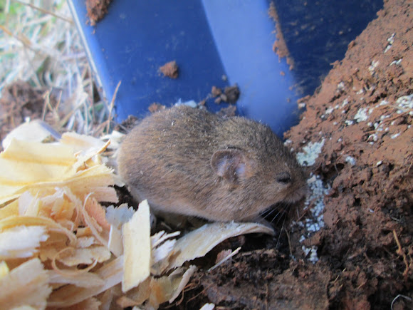 Eastern Harvest Mouse | Project Noah