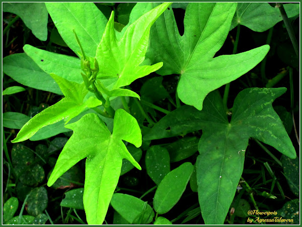 Camote, Sweet Potato Plant | Project Noah
