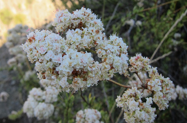 California Buckwheat | Project Noah