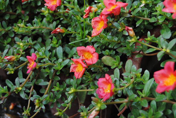 Ten o'clock flower | Project Noah