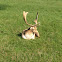 Fallow deer | Project Noah