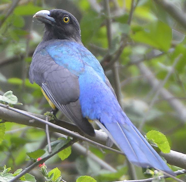 Citreoline Trogon - Trogen Citrino | Project Noah