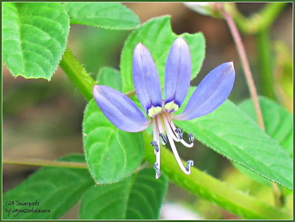 Fringed Spider Flower | Project Noah