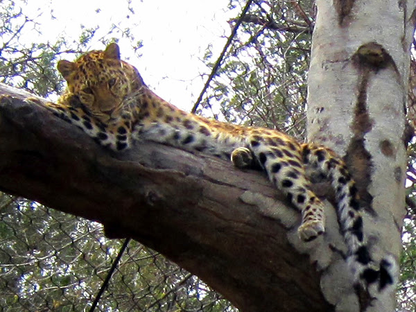 Amur Leopard | Project Noah