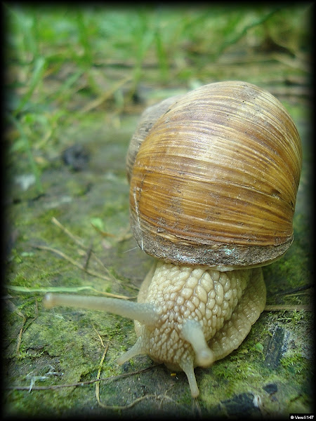 Snail | Project Noah