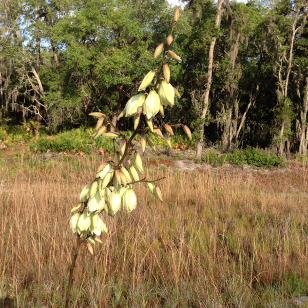 Adam's Needle | Project Noah