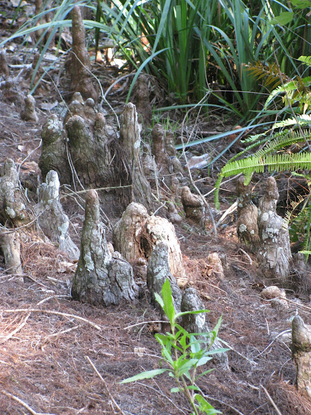 Cypress Knees | Project Noah