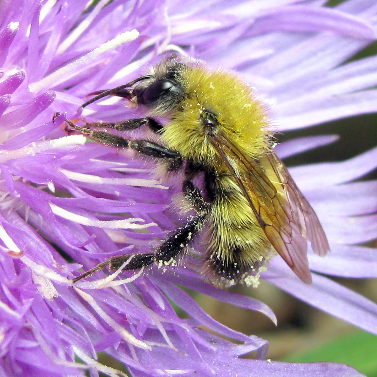 Perplexing Bumble Bee | Project Noah