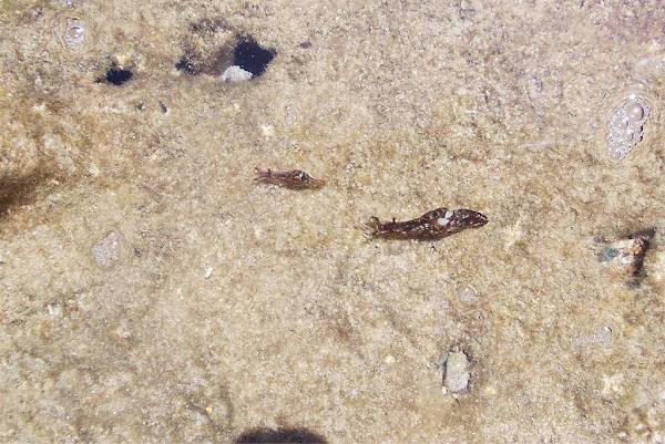 Dwarf sea hares mating | Project Noah