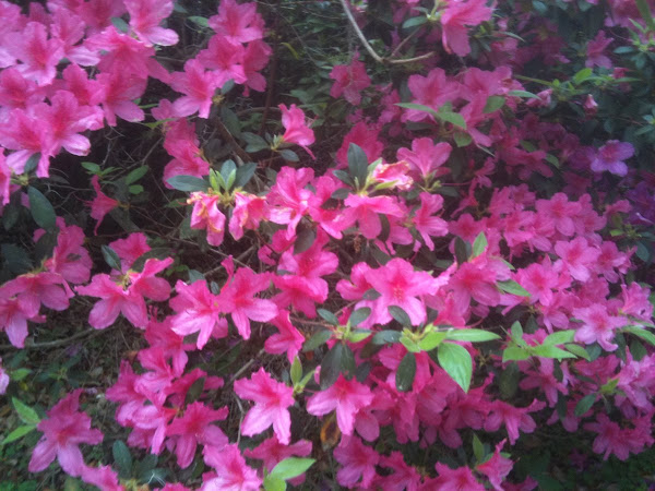 Azalea | Project Noah