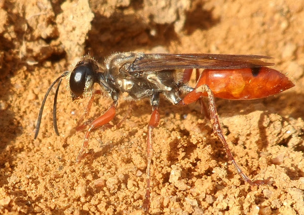Digger wasp | Project Noah