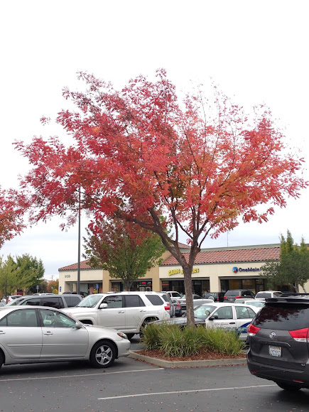 Spotting | Project Noah