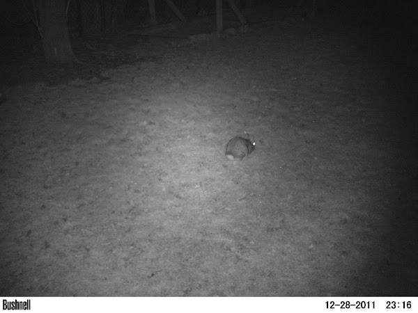 rabbit | Project Noah