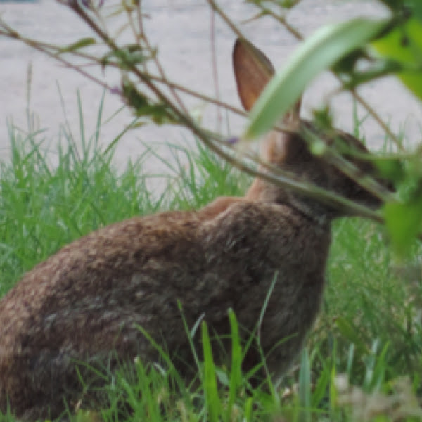 Eastern Cottontail Rabbit | Project Noah