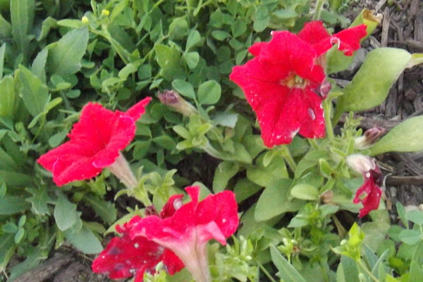 Petunia | Project Noah