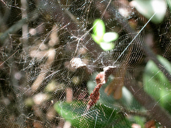 Tropical Tent-web Spider | Project Noah