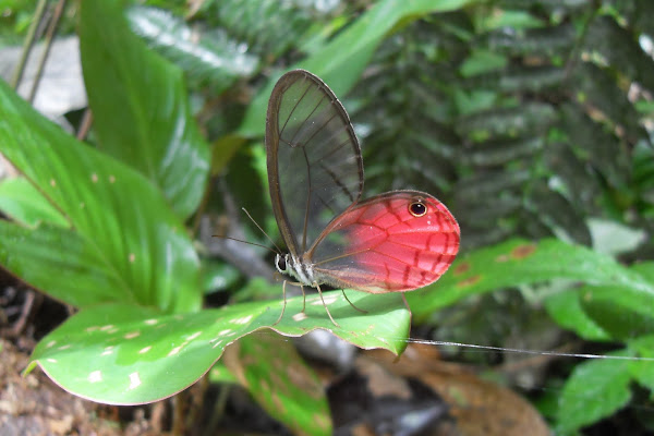 Blushing Phantom | Project Noah