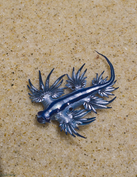 Atlantic Glaucus | Project Noah