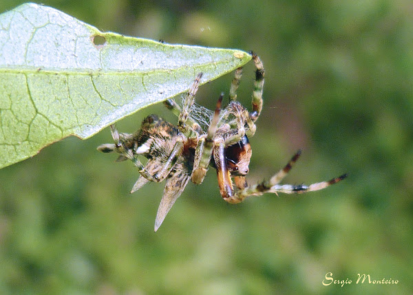 Thorny spider | Project Noah