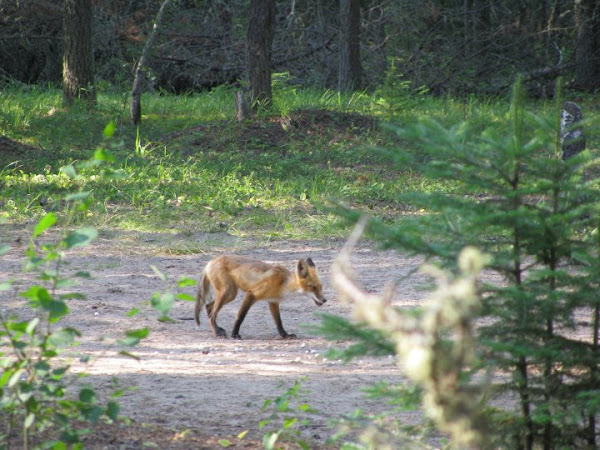 red fox | Project Noah