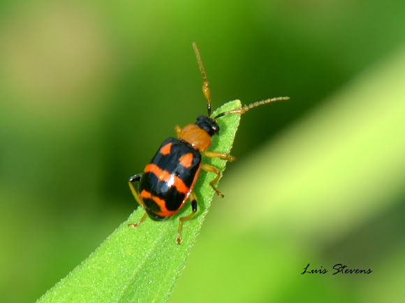 Skeletonizing Leaf Beetle | Project Noah