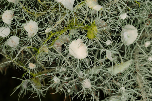 Usnea florida | Project Noah