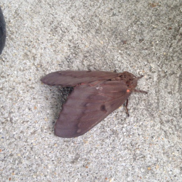 Pine Devil Moth | Project Noah