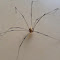 Harvester spider or nickname grand daddy long leg | Project Noah
