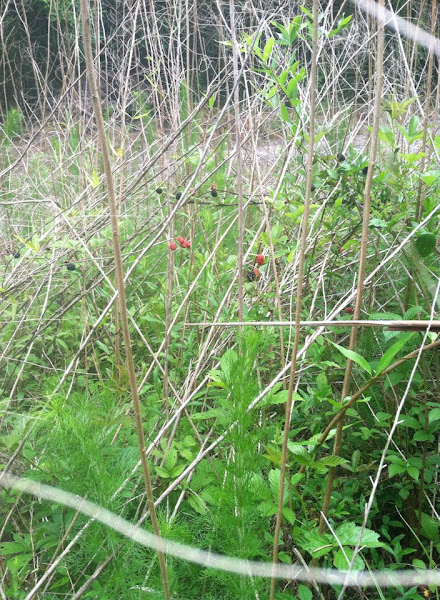 Blackberries | Project Noah