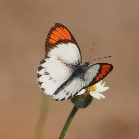 Spotting | Project Noah