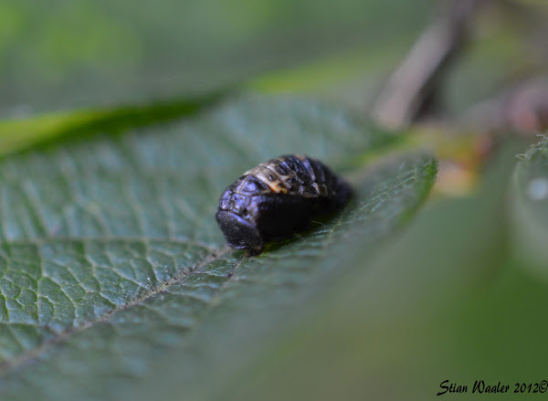 Ladybug Pupa | Project Noah