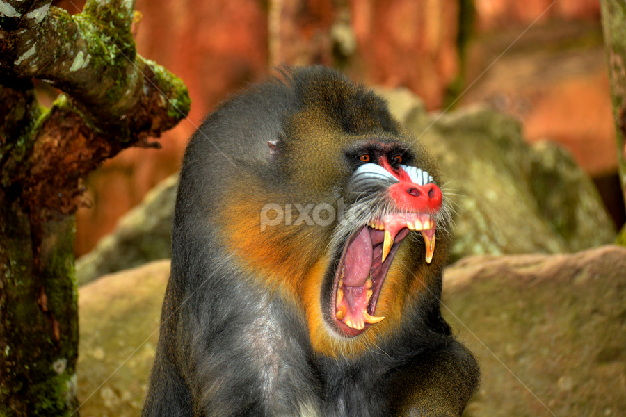Mandrill Baboon Attack