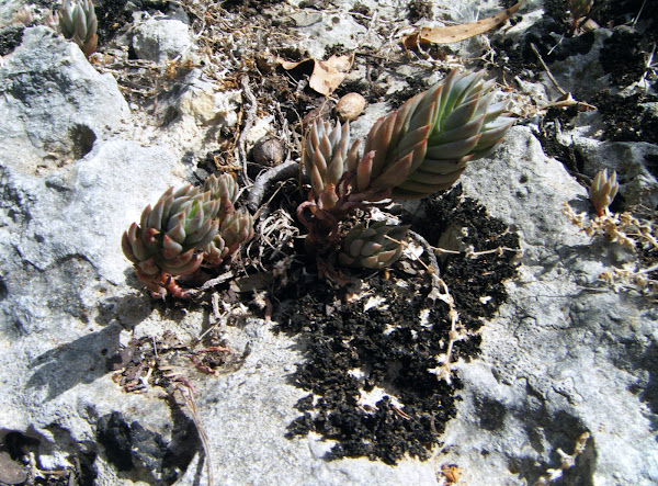 Mediterranean Stonecrop | Project Noah