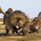 Gelada | Project Noah