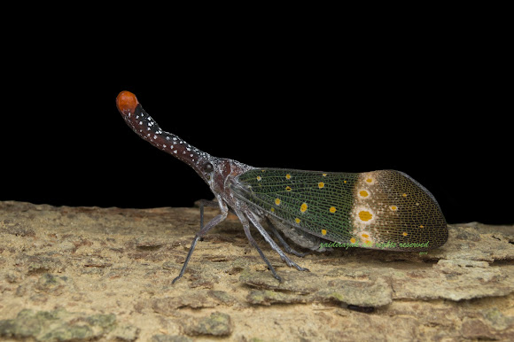 lantern bug | Project Noah