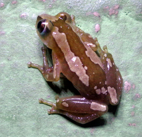 Natal ghost frog | Project Noah