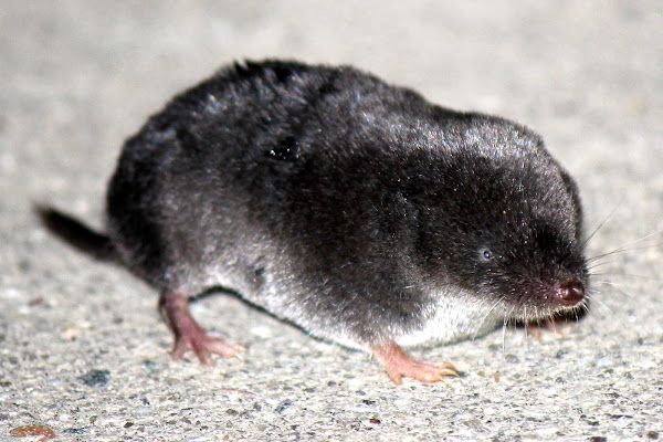 Northern Short-tailed Shrew? (Venomous) | Project Noah