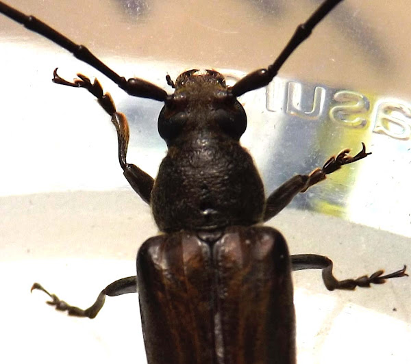 Large Brown Longicorn Beetle | Project Noah